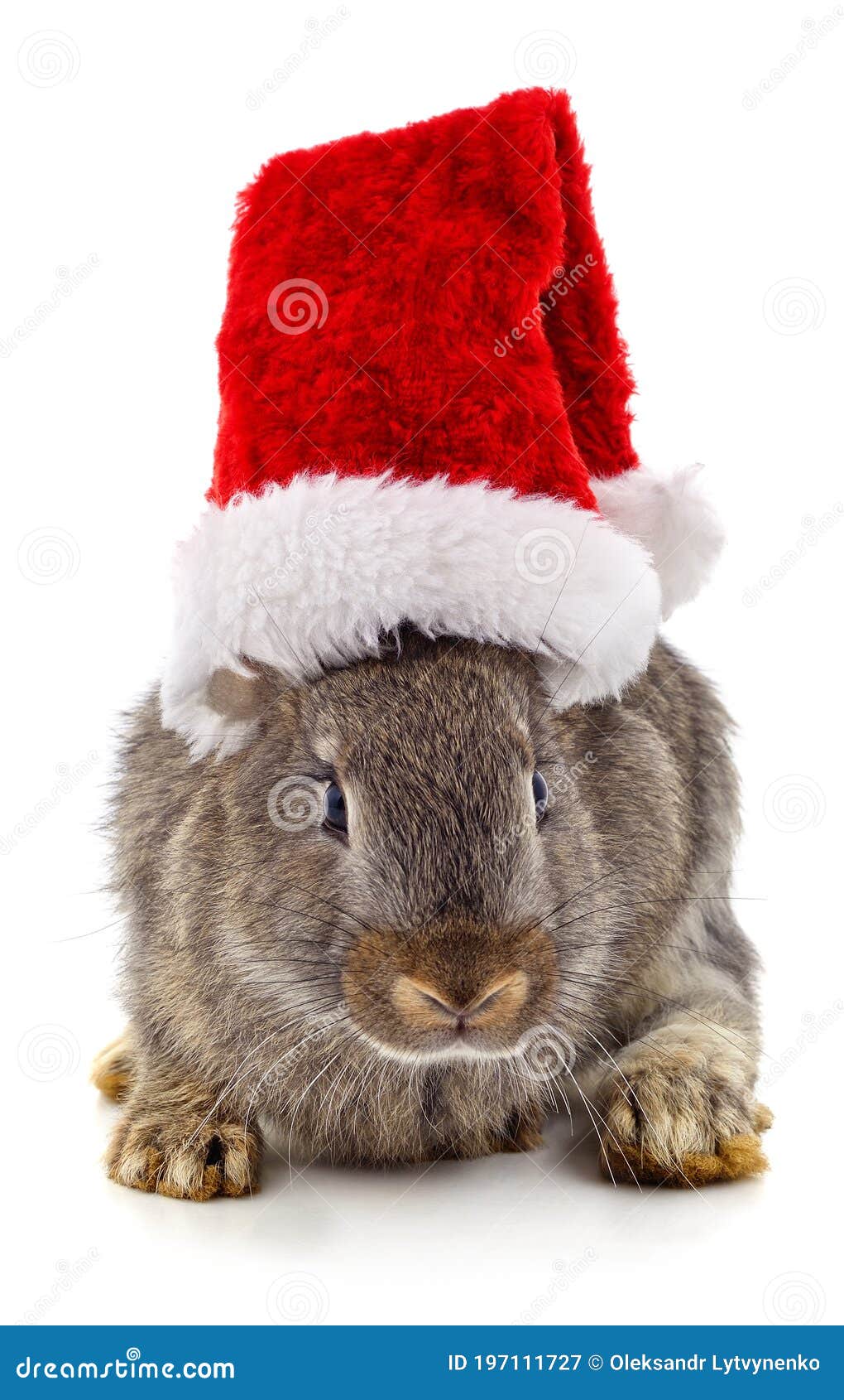 Rabbit in a Christmas hat stock image. Image of young - 197111727