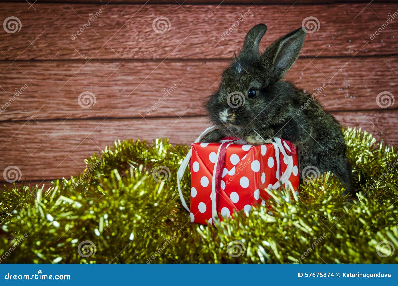 Rabbit and Christmas Present Stock Photo - Image of nice, blue: 57675874