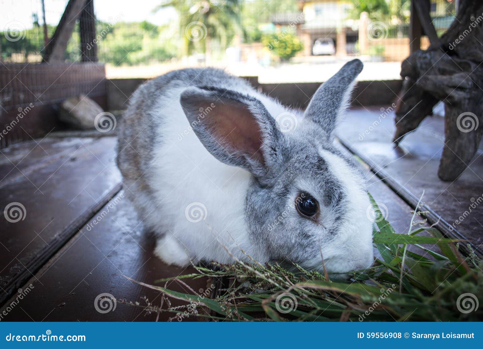 Rabbit stock photo. Image of mammal, grey, brown, phylum - 59556908