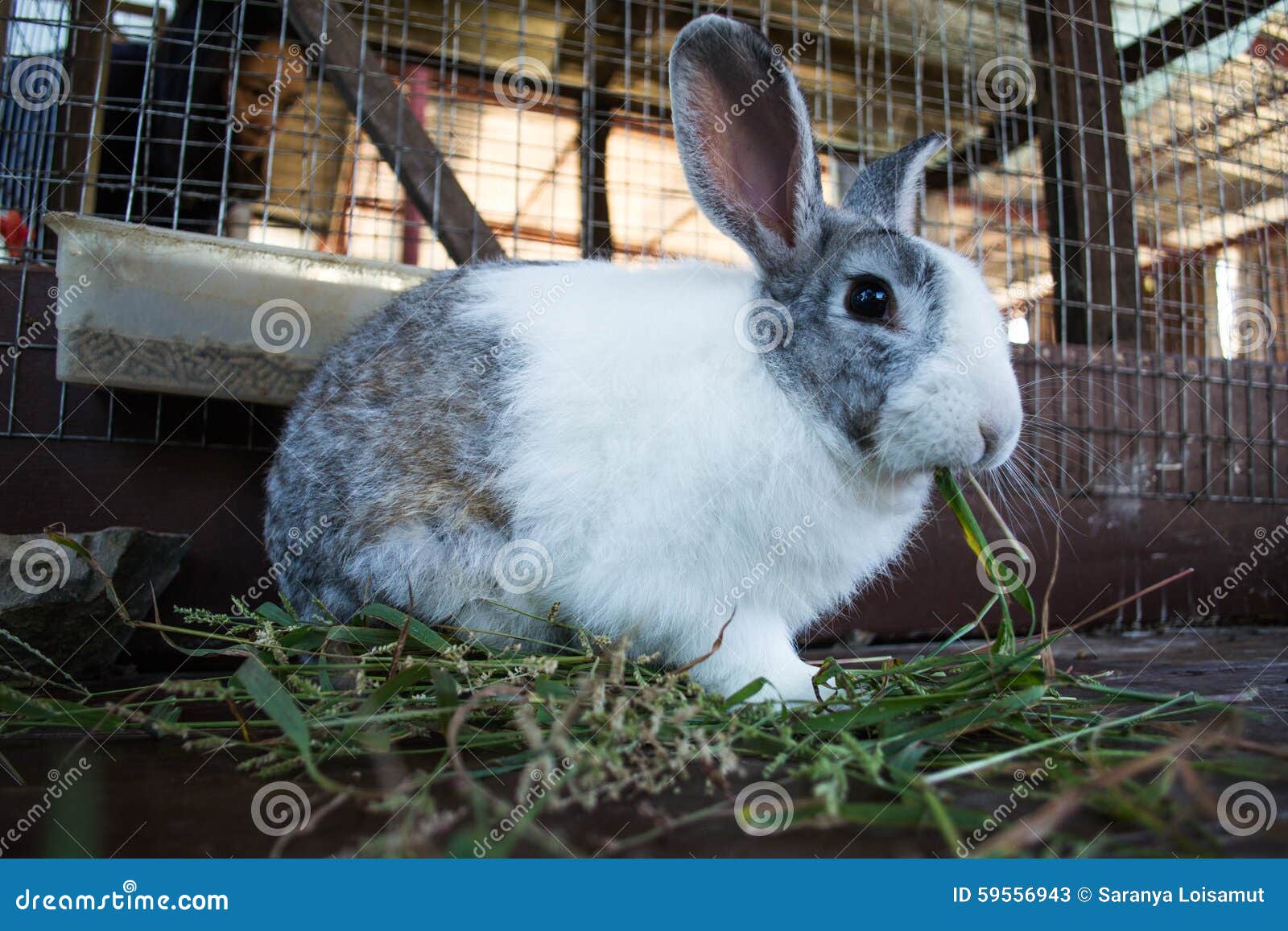 Rabbit stock image. Image of white, face, food, ground - 59556943
