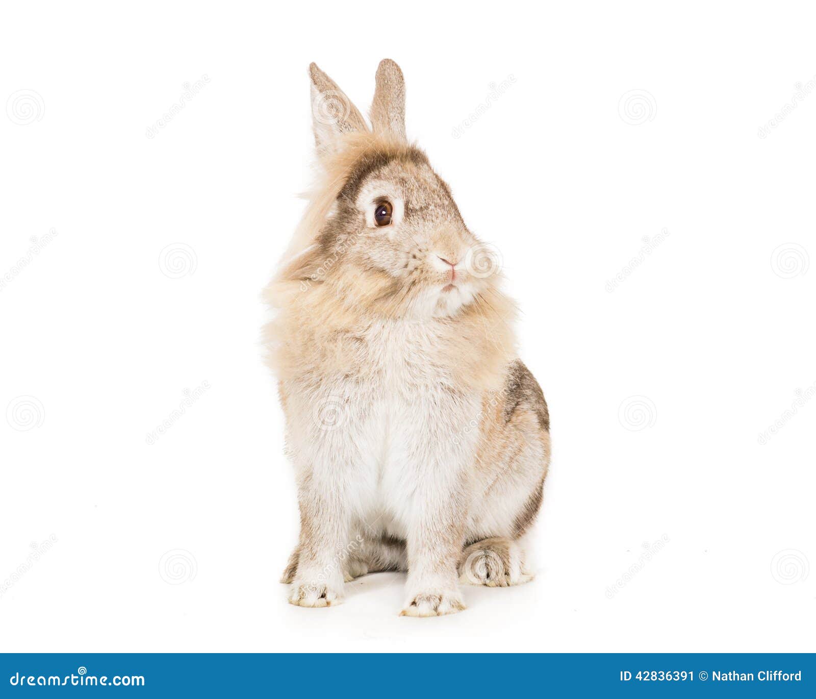 Rabbit stock image. Image of animal, family, rabbits - 42836391