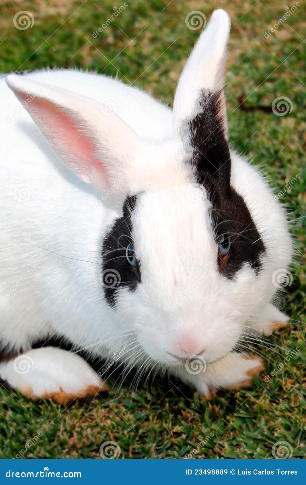 Rabbit close-up stock image. Image of cage, rabbit, white - 23498889