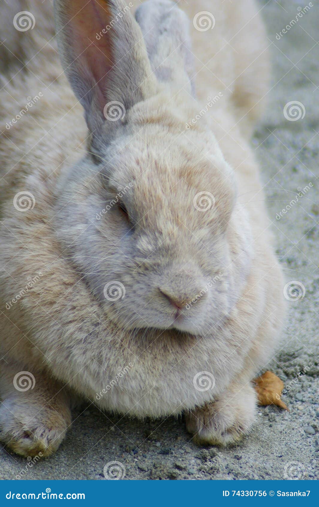 Rabbit stock photo. Image of brown, baby, jumping, biology - 74330756