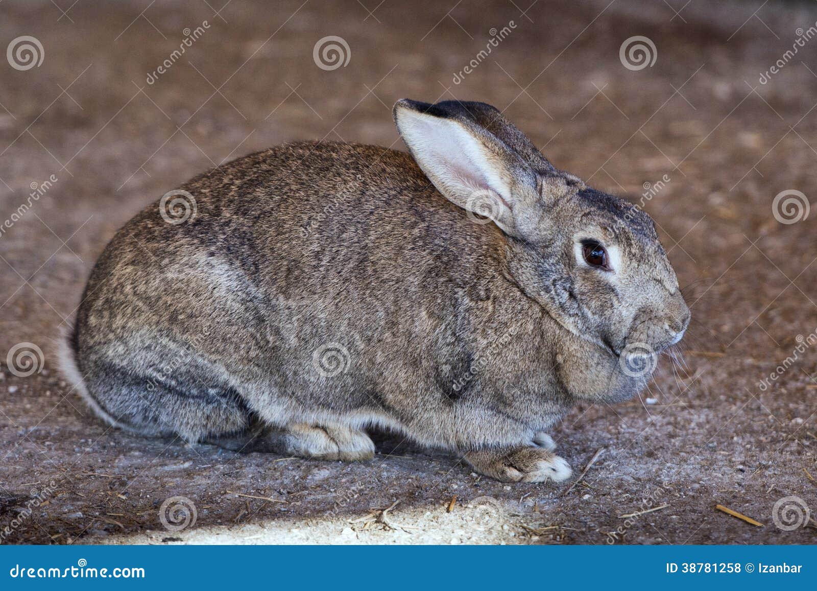 Rabbit close up portrait stock photo. Image of jackrabbit - 38781258