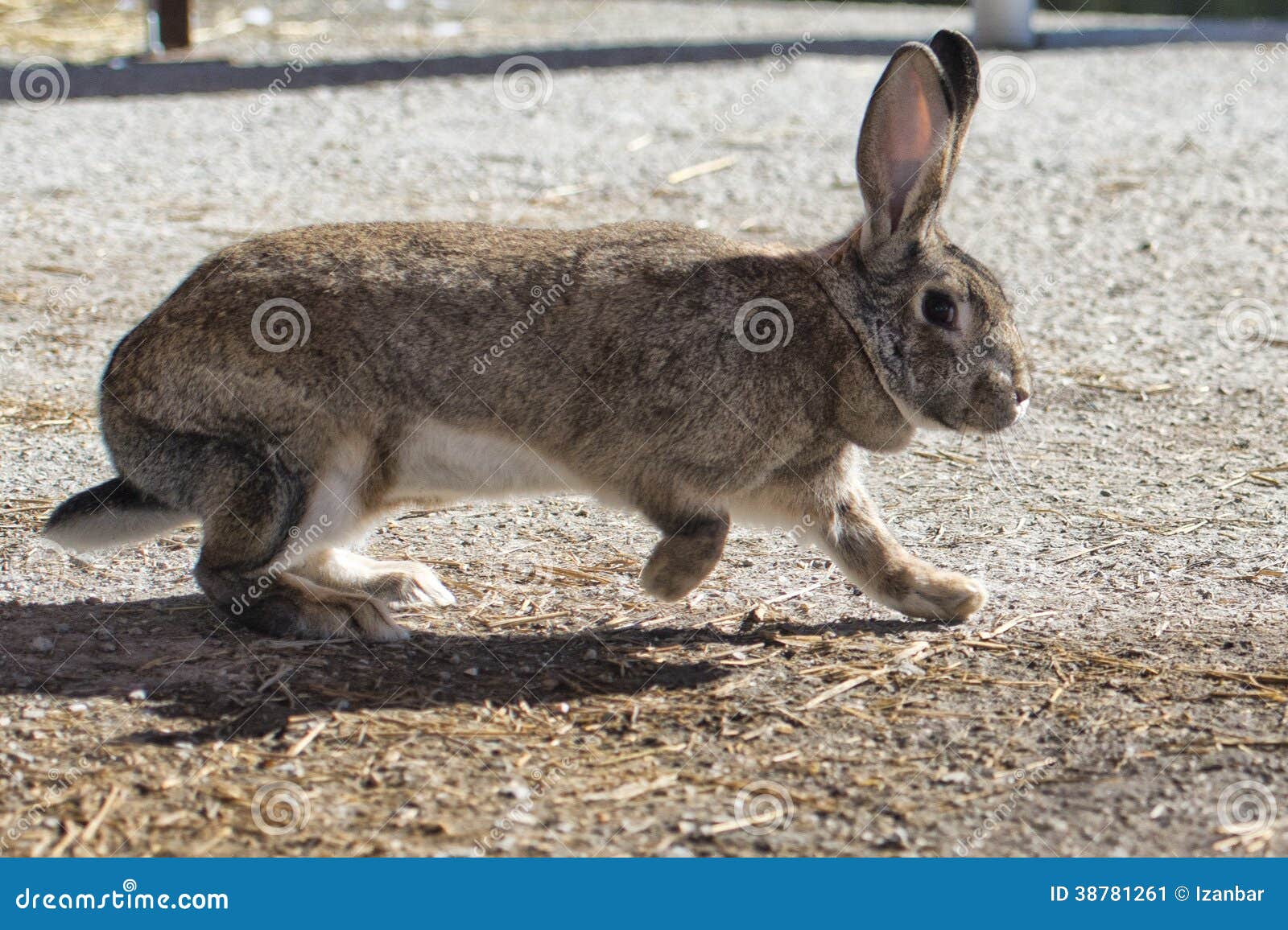 Rabbit close up portrait stock image. Image of animal - 38781261