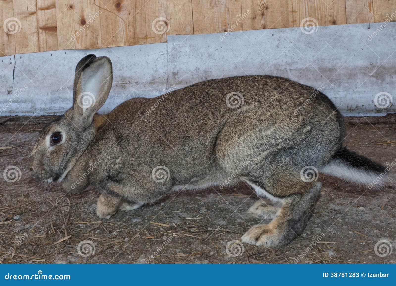 Rabbit close up portrait stock image. Image of wildlife - 38781283