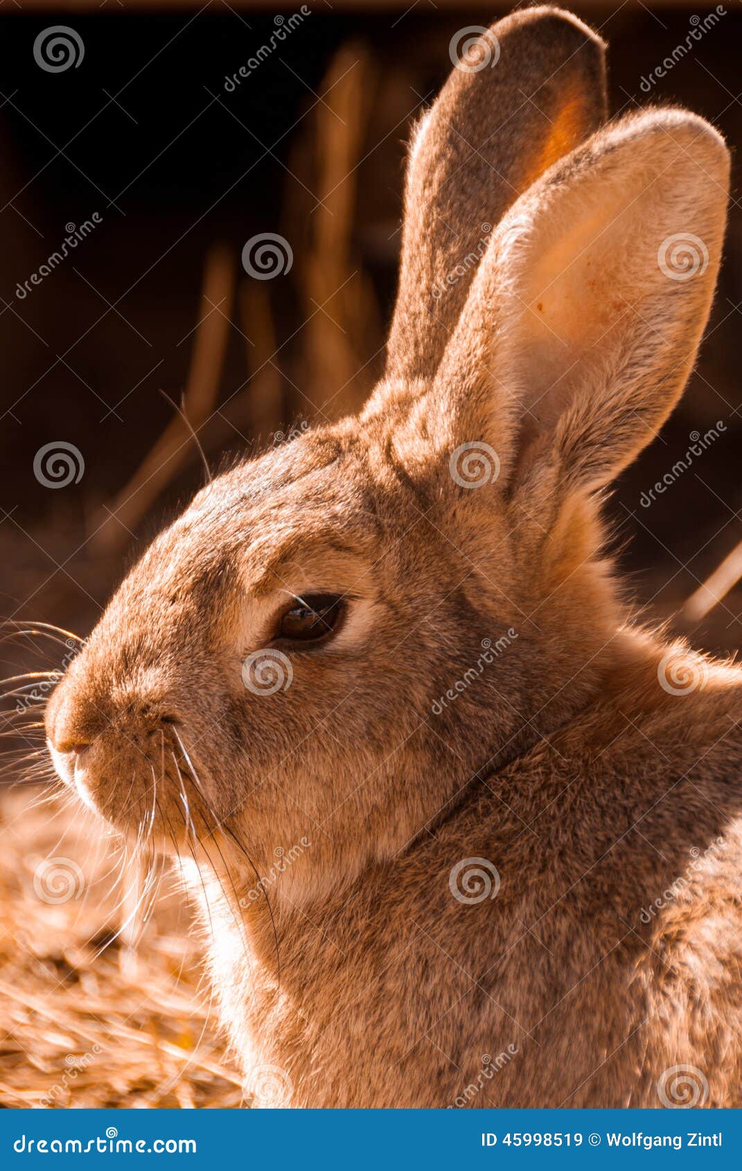 Rabbit stock image. Image of close, rabbit, hair, hare - 45998519