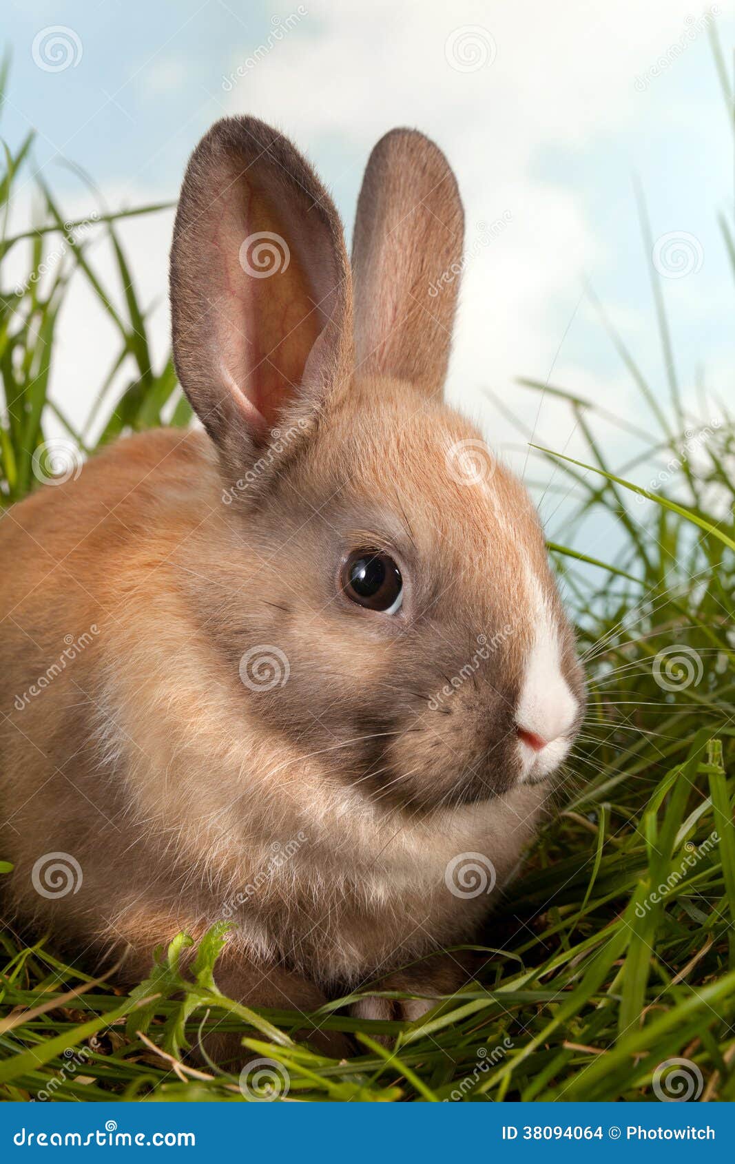 Rabbit closeup stock photo. Image of animal, grass, meadow - 38094064