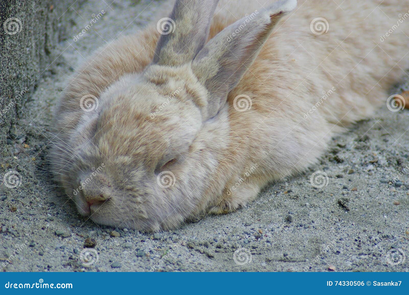 Rabbit stock photo. Image of meadow, lying, cute, animal - 74330506
