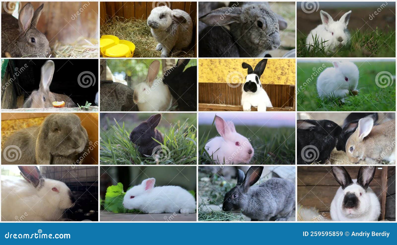 Rabbit Collage Collection, Purebred Rabbits, Beautiful Rabbits, Easter ...