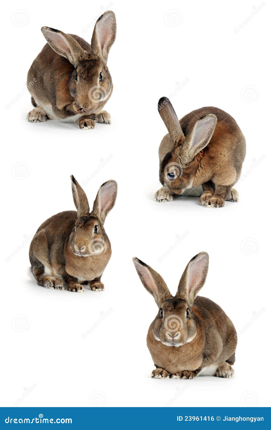 Rabbit collection stock photo. Image of rabbit, animal - 23961416