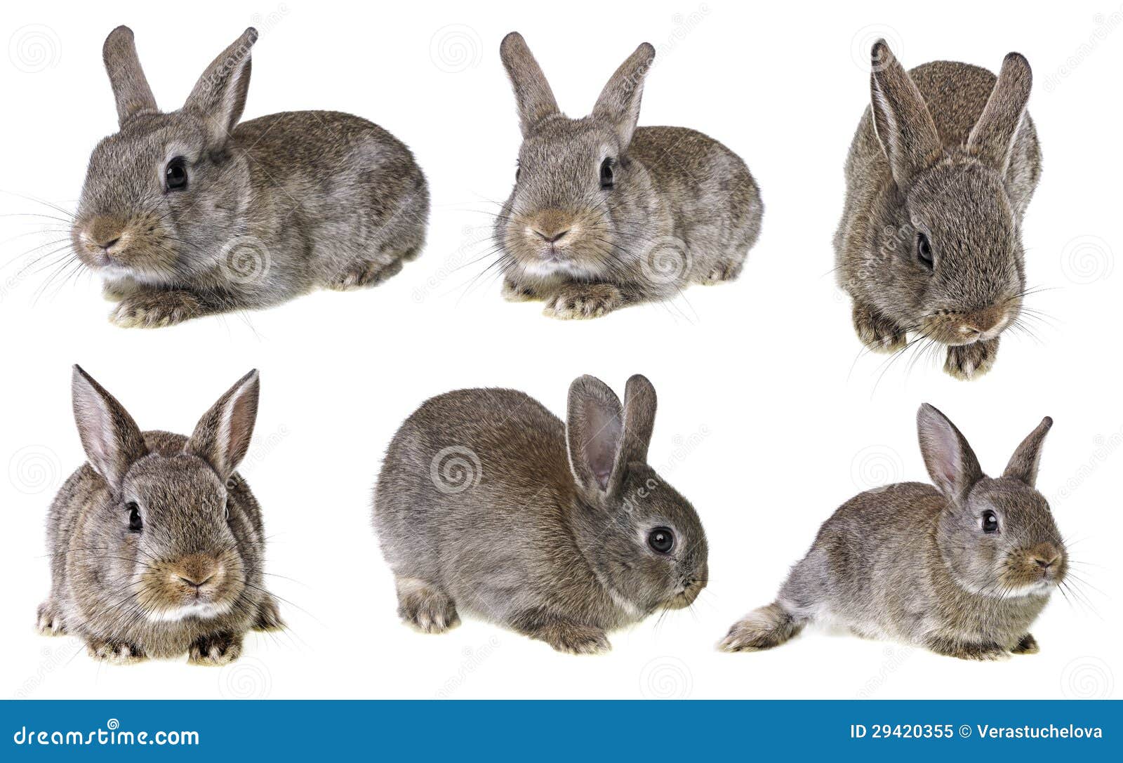Rabbit - collection stock image. Image of baby, young - 29420355