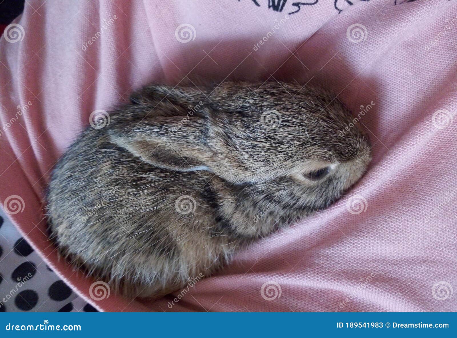 Rabbit comes at my home. stock image. Image of rajasthan - 189541983