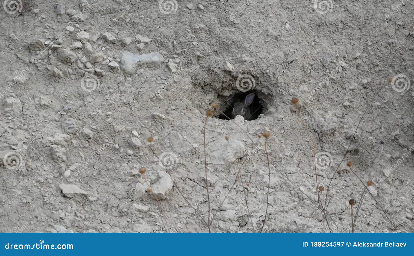 Rabbit Coming Out of a Hole Stock Video - Video of travel, hare: 188254597