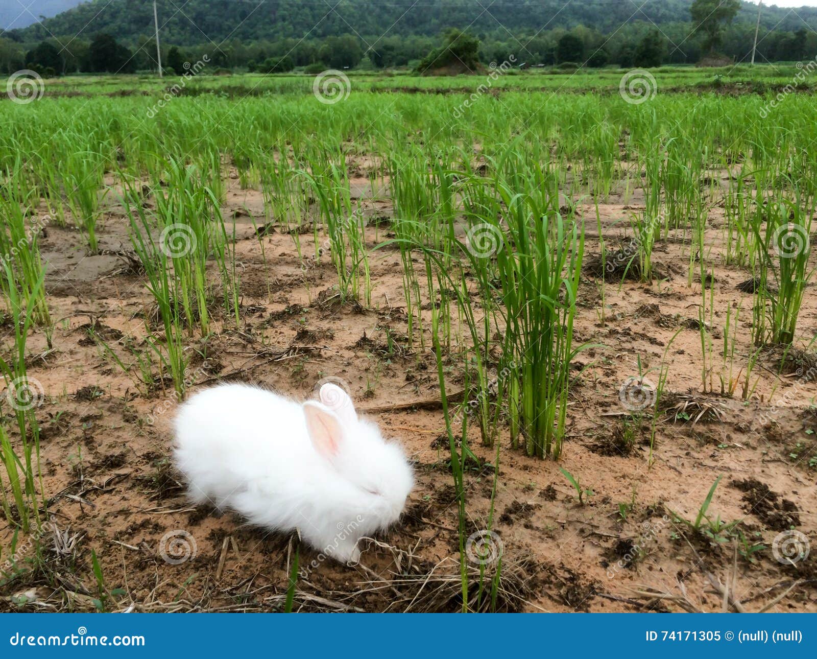 Rabbit in cornfield stock image. Image of countryside - 74171305