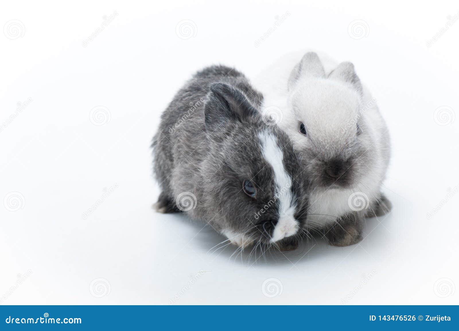 Rabbit couple on white stock photo. Image of white, happy - 143476526