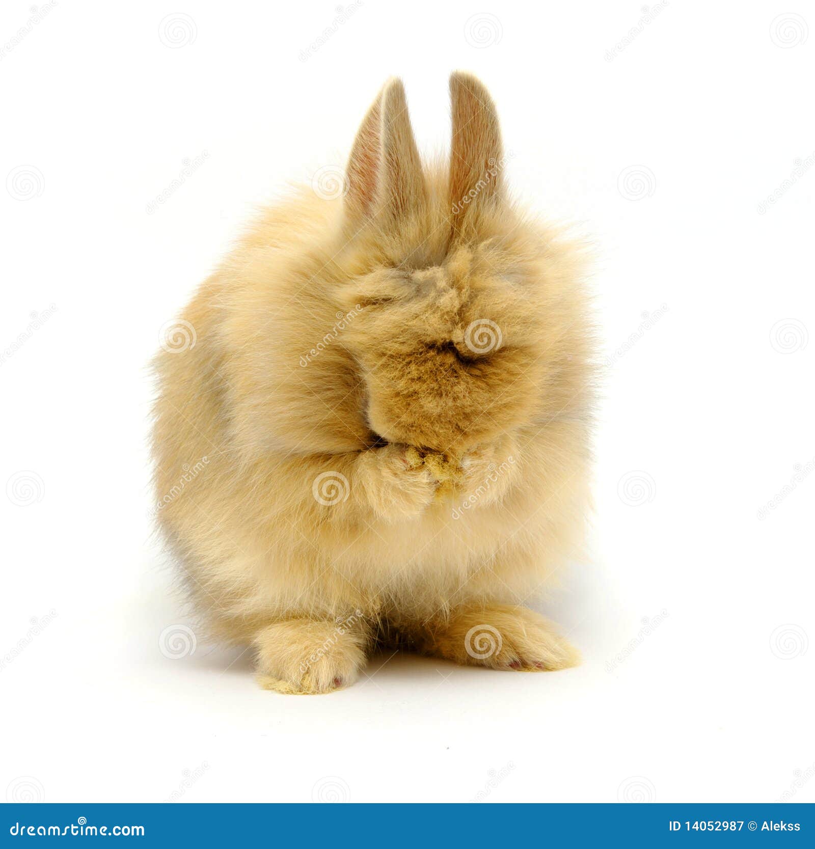 Rabbit cries stock image. Image of isolated, bunny, brown - 14052987