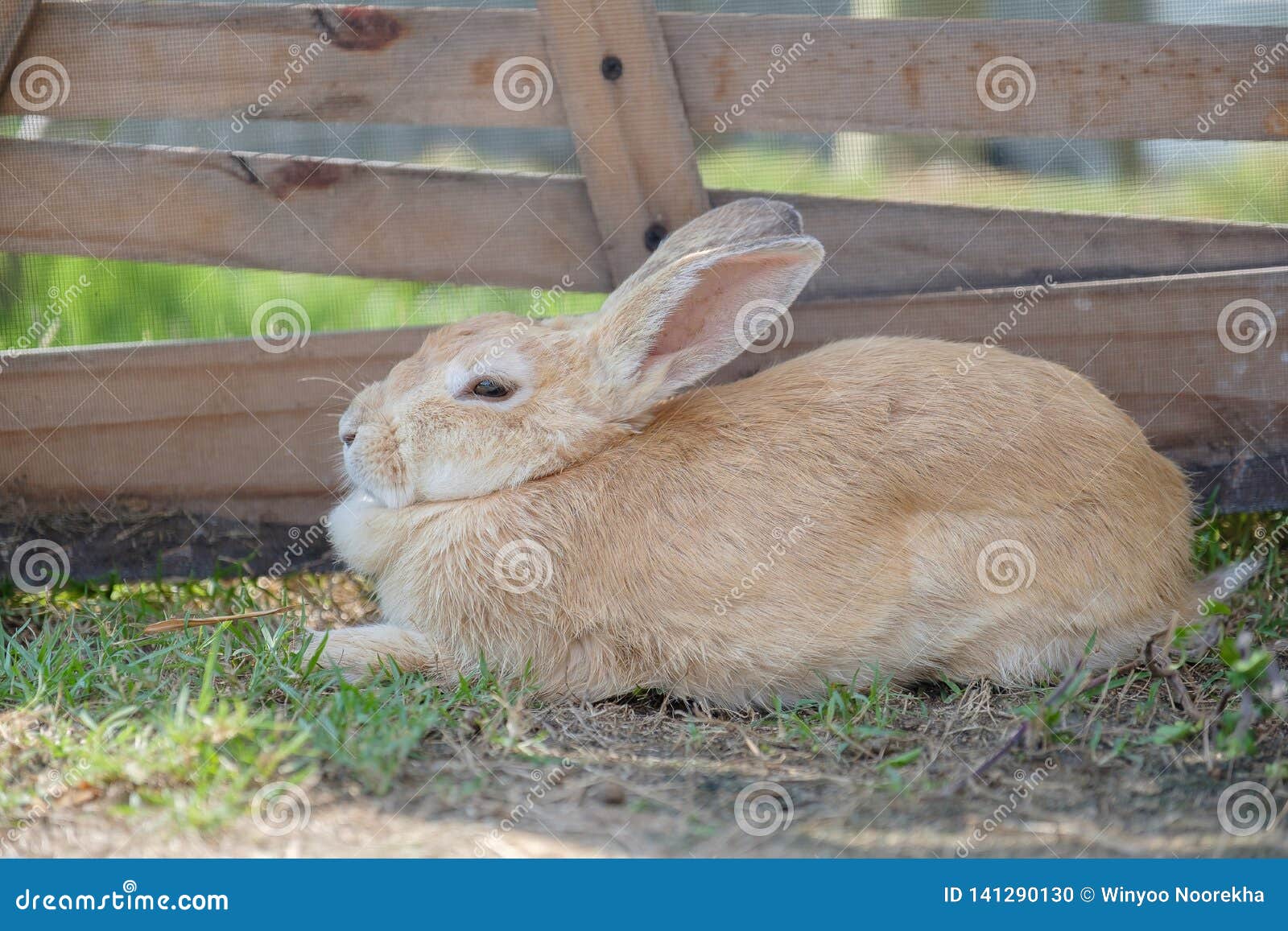 The rabbit crouching stock photo. Image of animal, bunny - 141290130