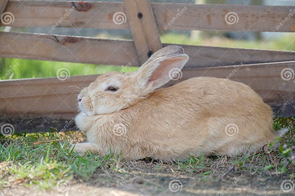 The rabbit crouching stock photo. Image of animal, bunny - 141290130