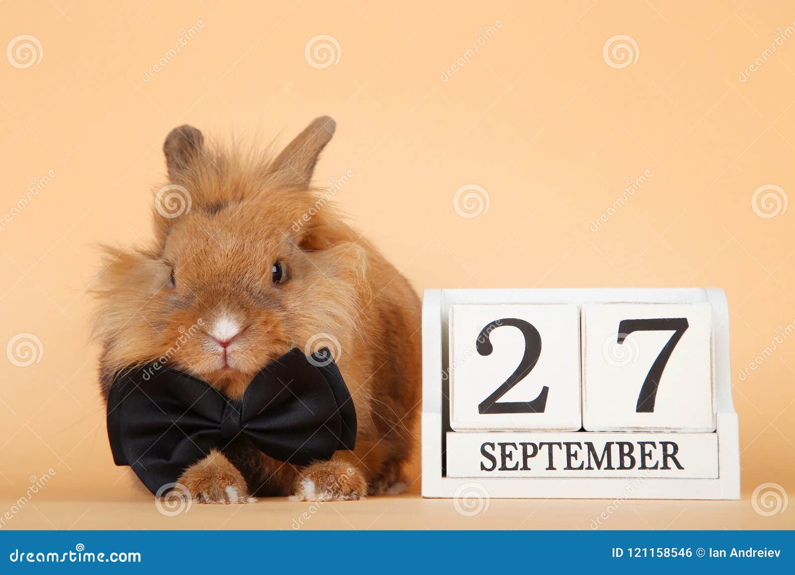 Rabbit with cube calendar stock photo. Image of little - 121158546