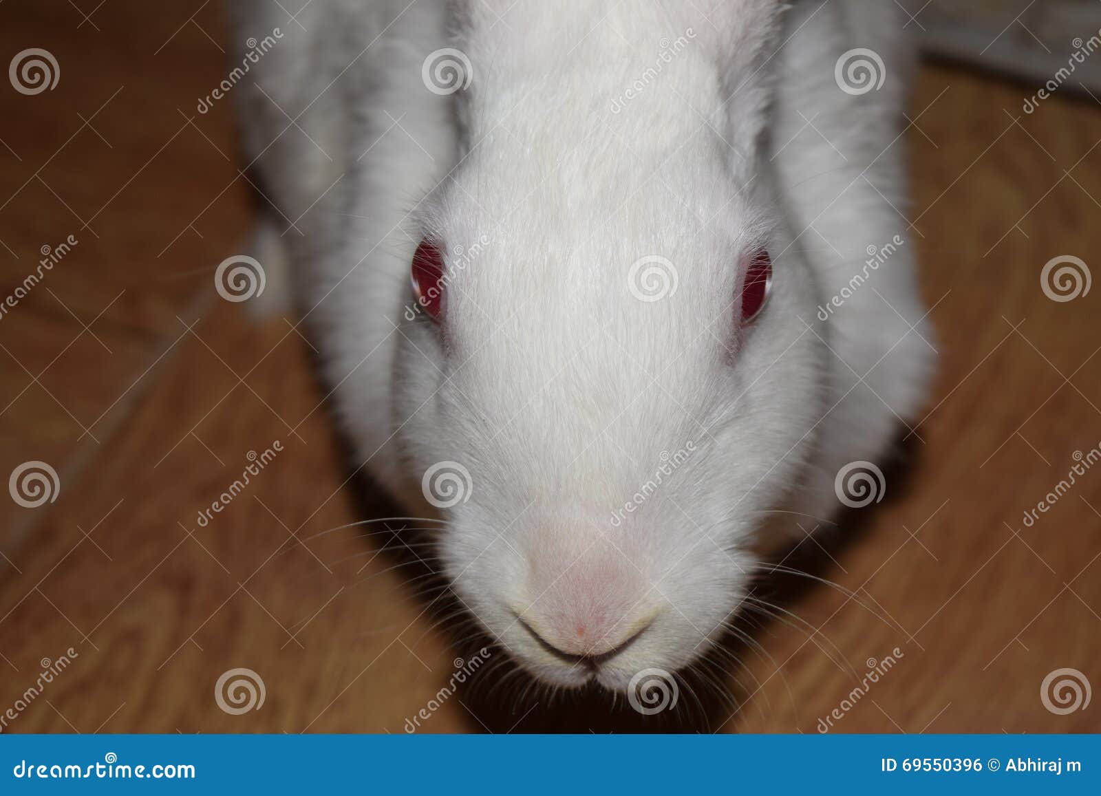 Rabbit curious stock photo. Image of smelling, curious - 69550396