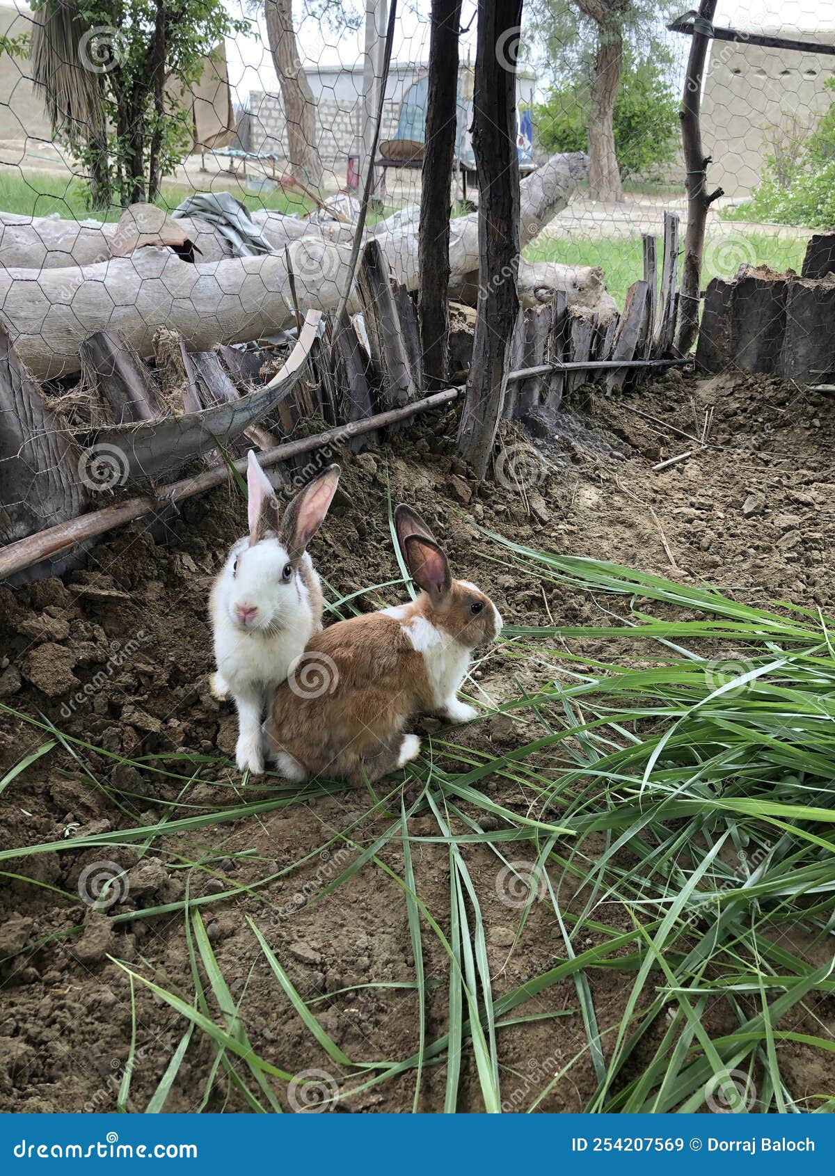 Cute rabbits stock image. Image of rabbits, animals - 254207569