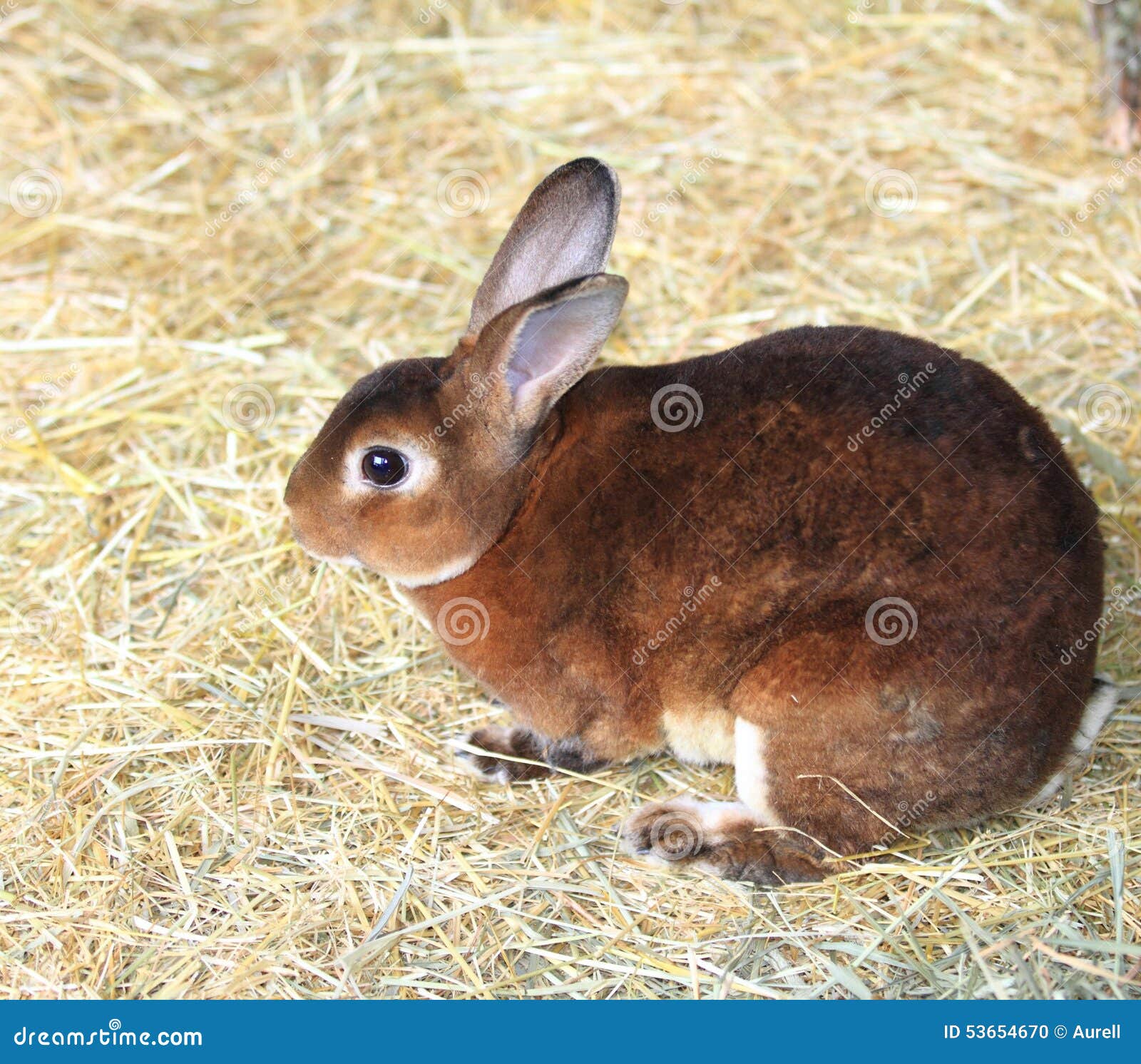 Rabbit stock photo. Image of mammals, rabbit, cute, brown - 53654670
