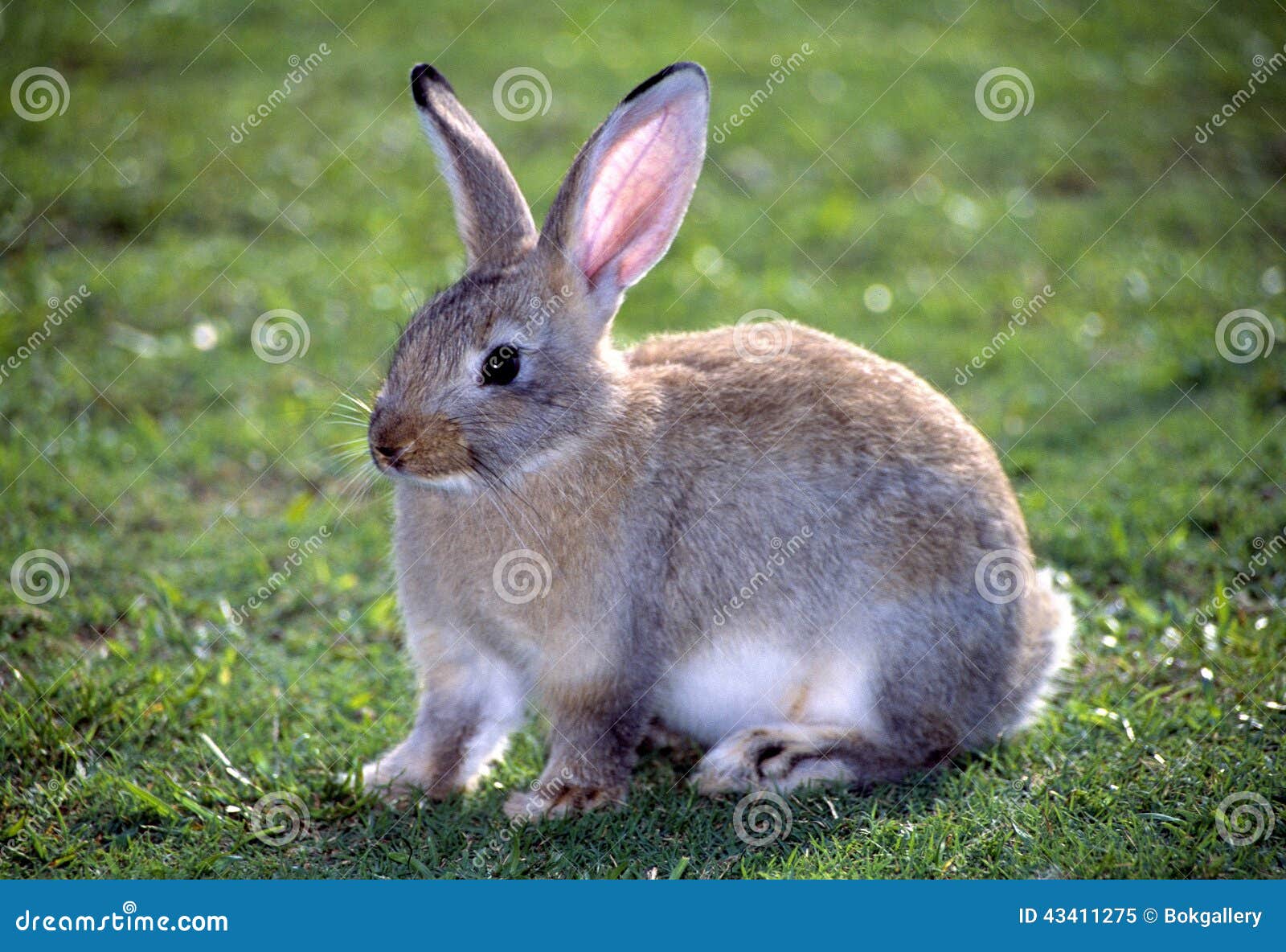 Brown Pet Rabbit