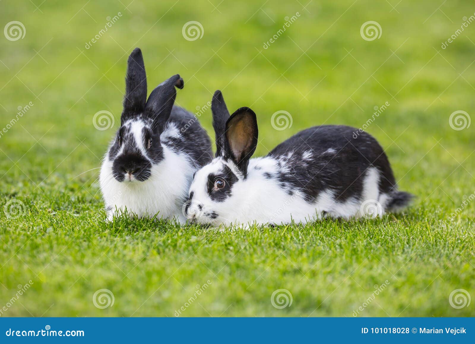 Rabbit. Cute Rabbit Bunny on the Lawn in the Garden Stock Photo - Image ...