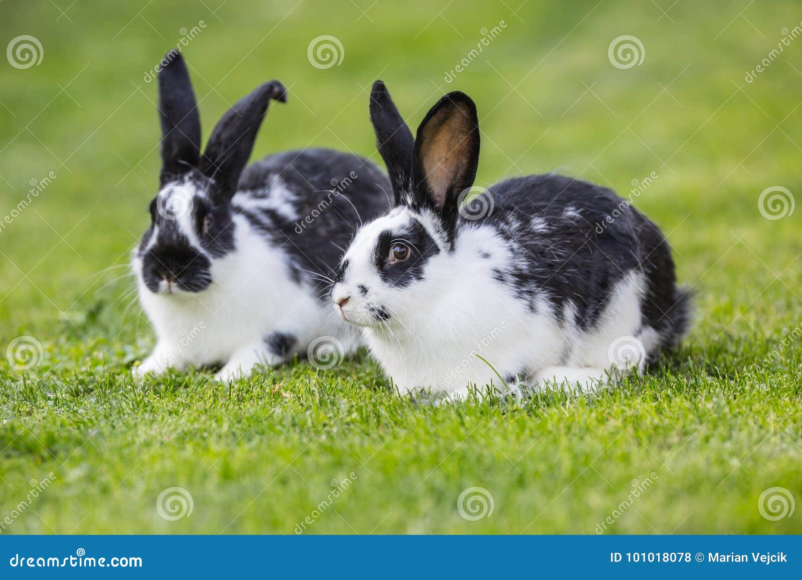Rabbit. Cute Rabbit Bunny on the Lawn in the Garden Stock Photo - Image ...