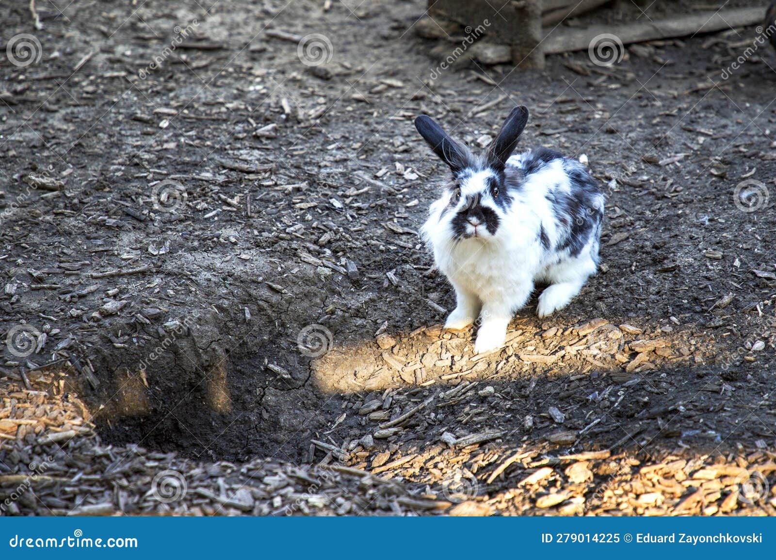 Rabbit Cute Fluffy Animal and Hole at Zoo Meadow Stock Image - Image of ...
