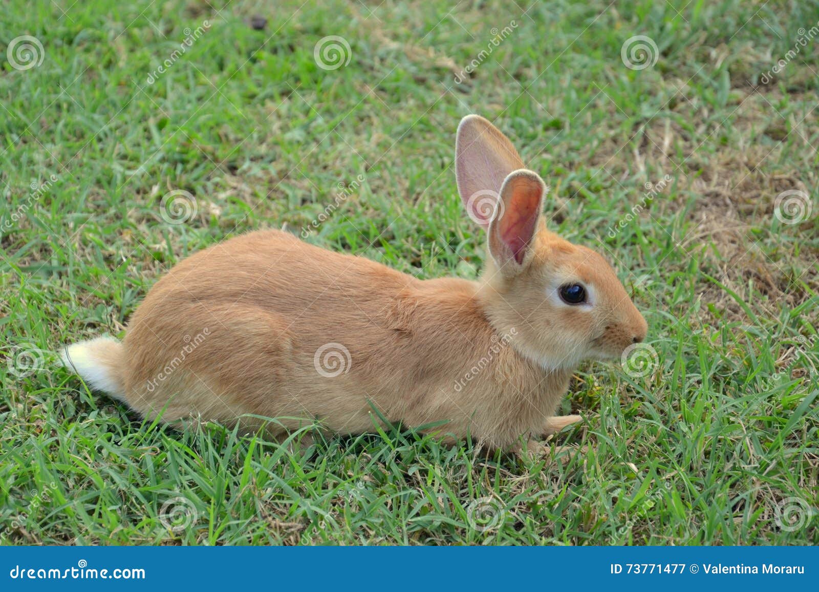 Rabbit stock image. Image of little, grass, furry, nature - 73771477