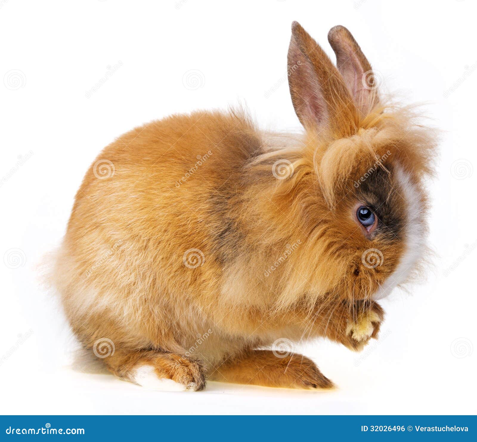 Rabbit stock photo. Image of frightened, spring, friendly - 32026496