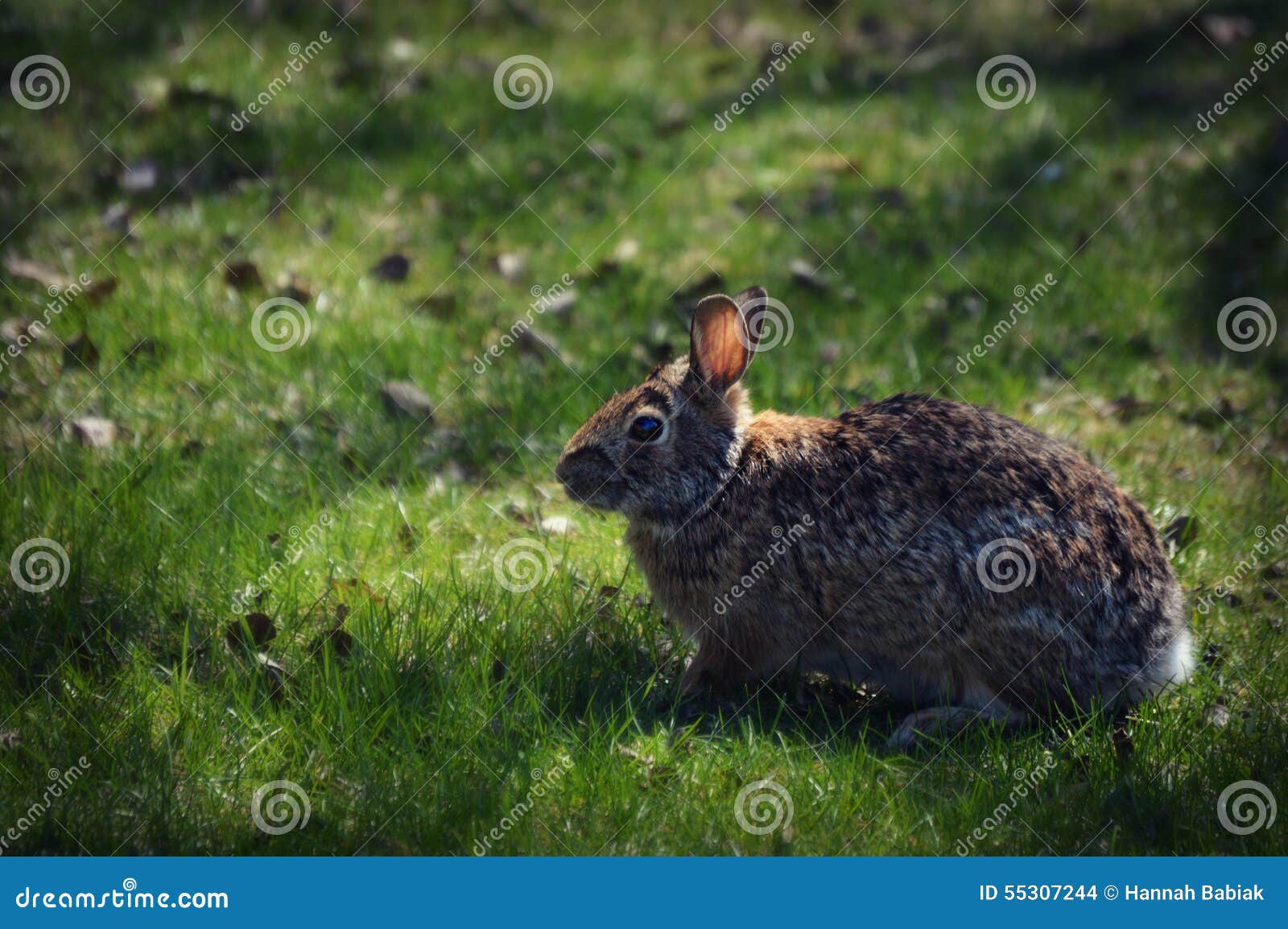 Rabbit stock photo. Image of gentle, grassy, rodent, furry - 55307244