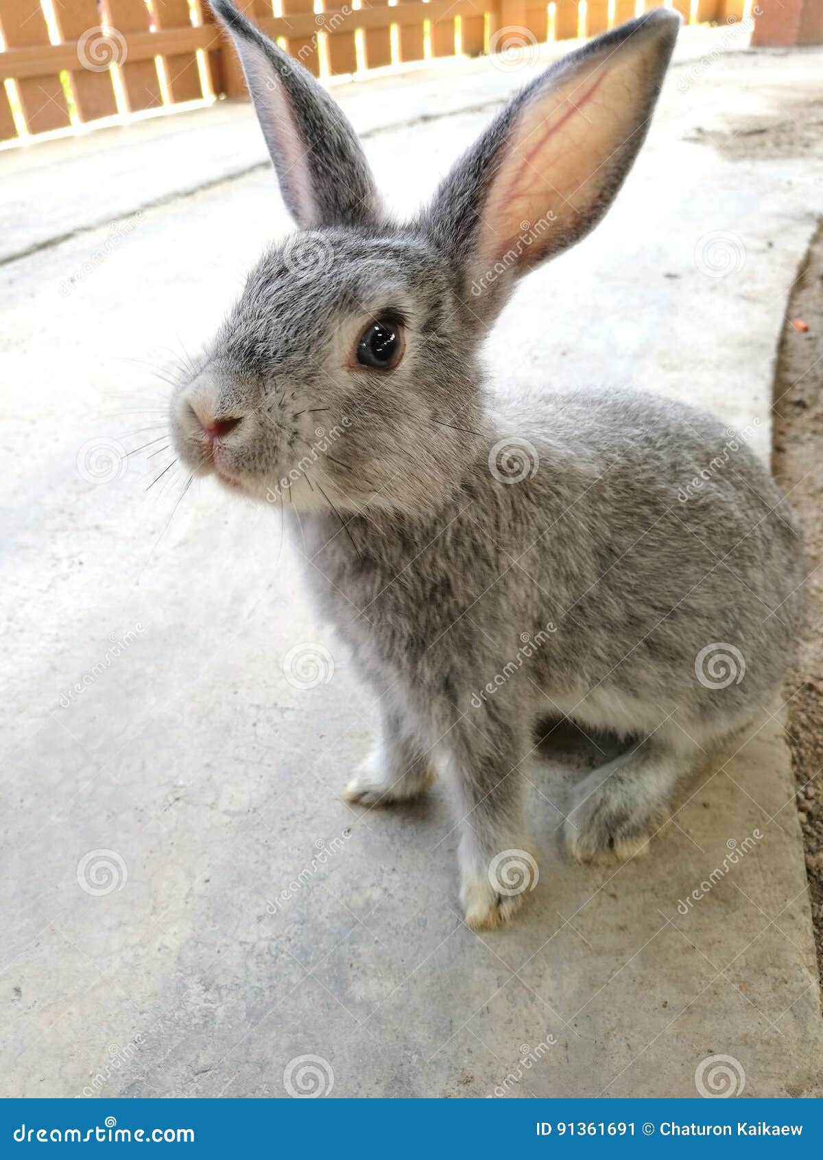 Rabbit cute stock image. Image of rabbit, animal, cute - 91361691