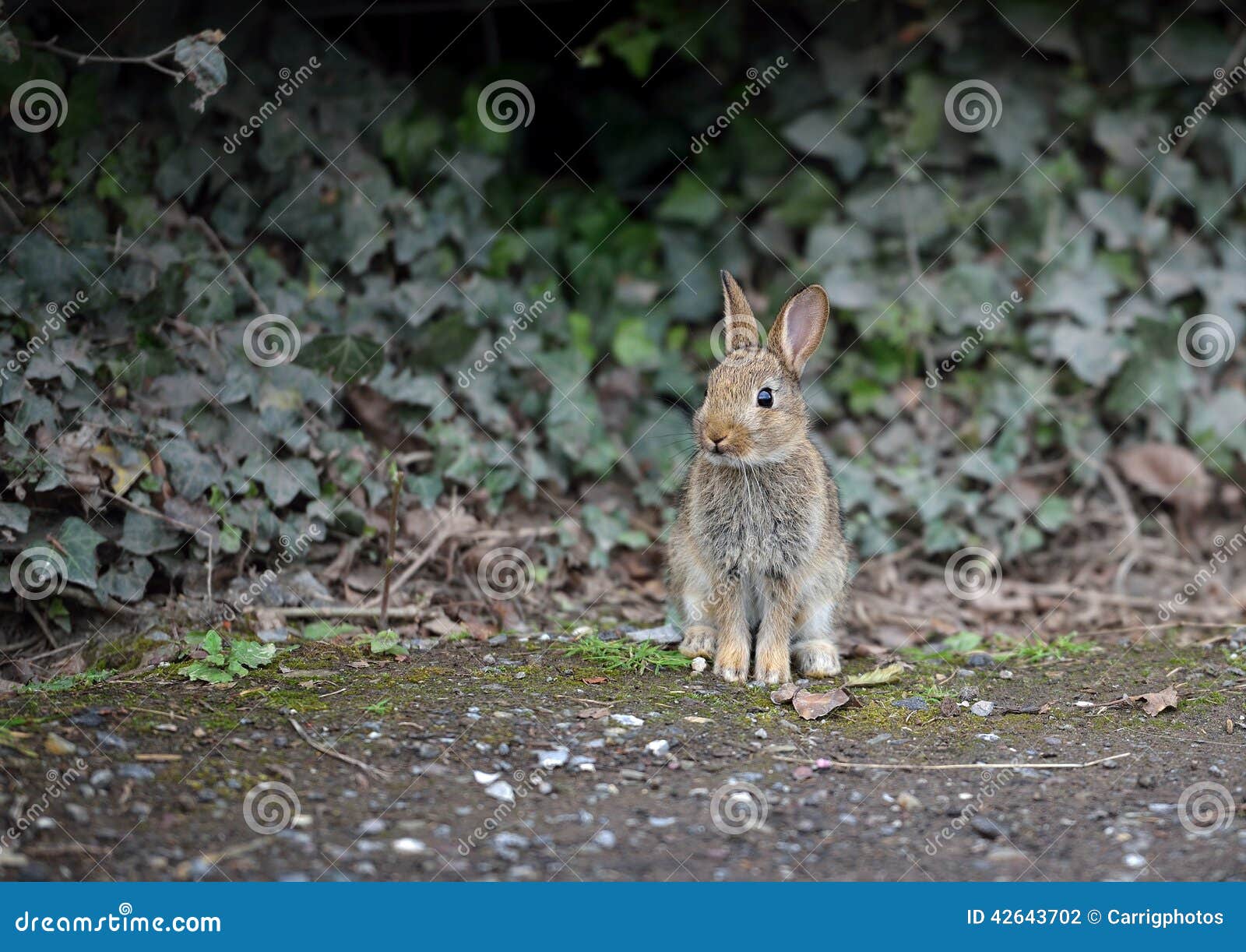 Rabbit stock photo. Image of wool, sitting, sidewalk - 42643702