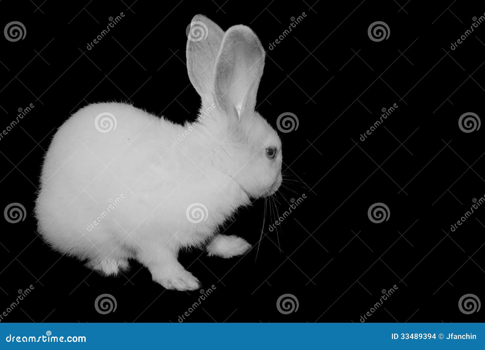 Bunny Sneaking Photos - Free & Royalty-Free Stock Photos from Dreamstime