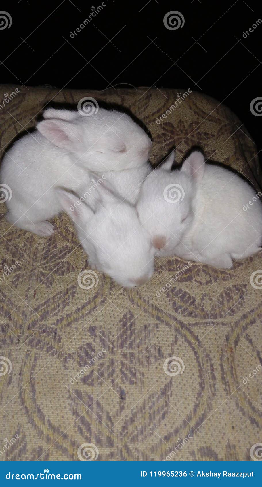 Rabbit stock photo. Image of rabbit, animal, cutie, love - 119965236