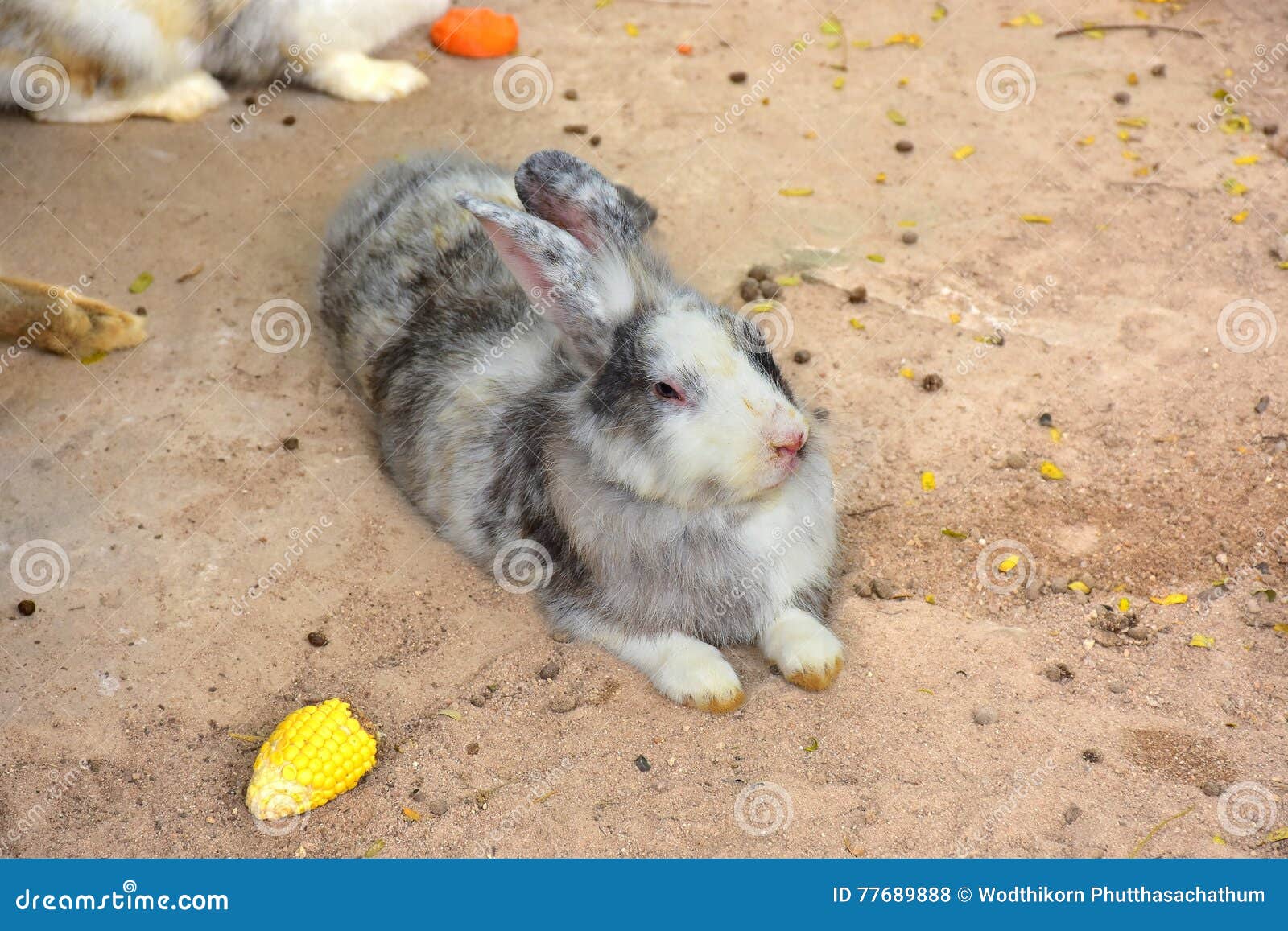 Rabbit cuties stock photo. Image of cuties, farm, animal - 77689888