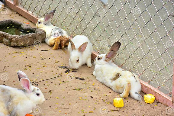 Rabbit cuties stock image. Image of rodent, summer, white - 77690023