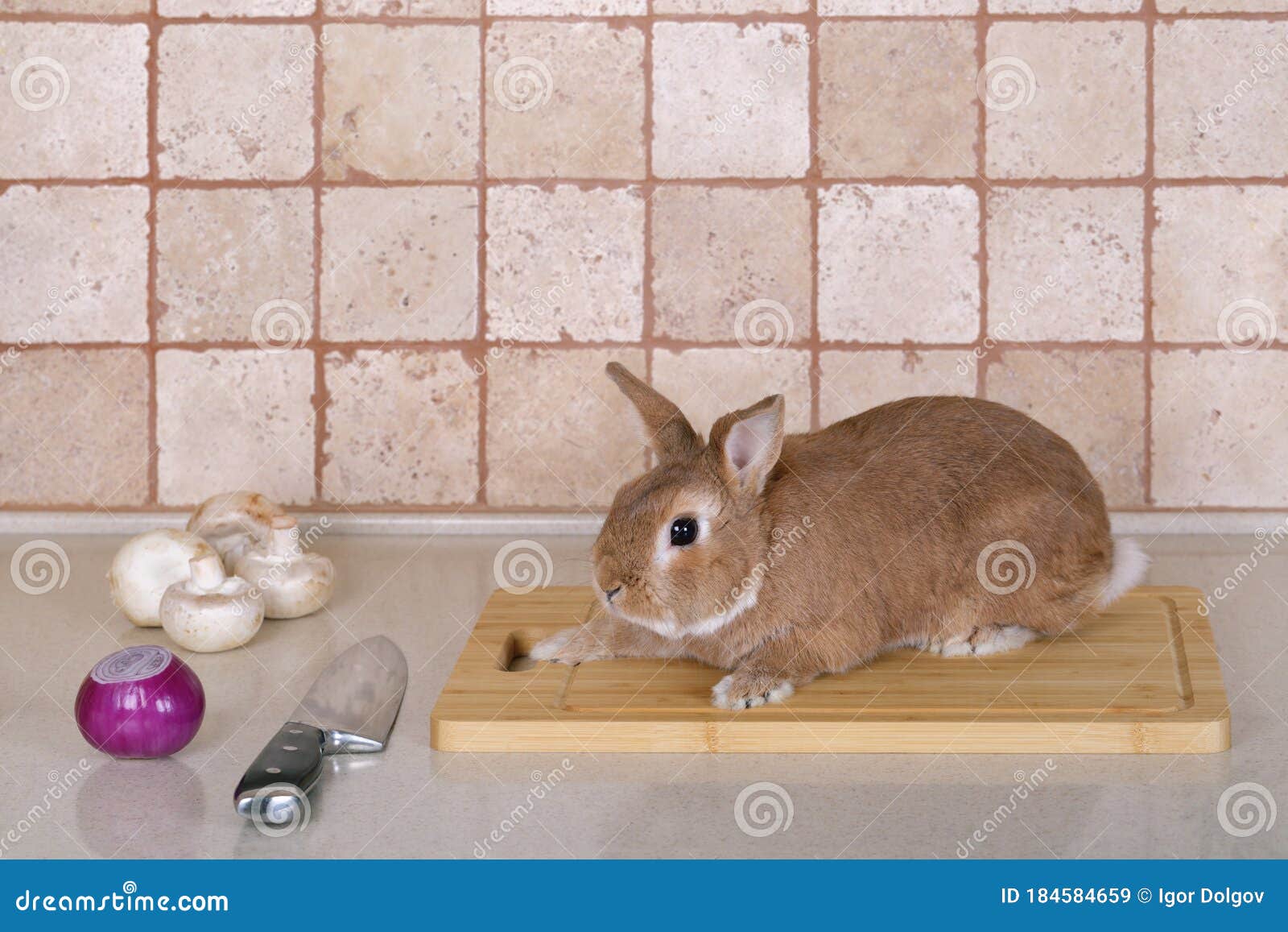 Rabbit on the Cutting Board Stock Image - Image of cuisine, gastronomy ...