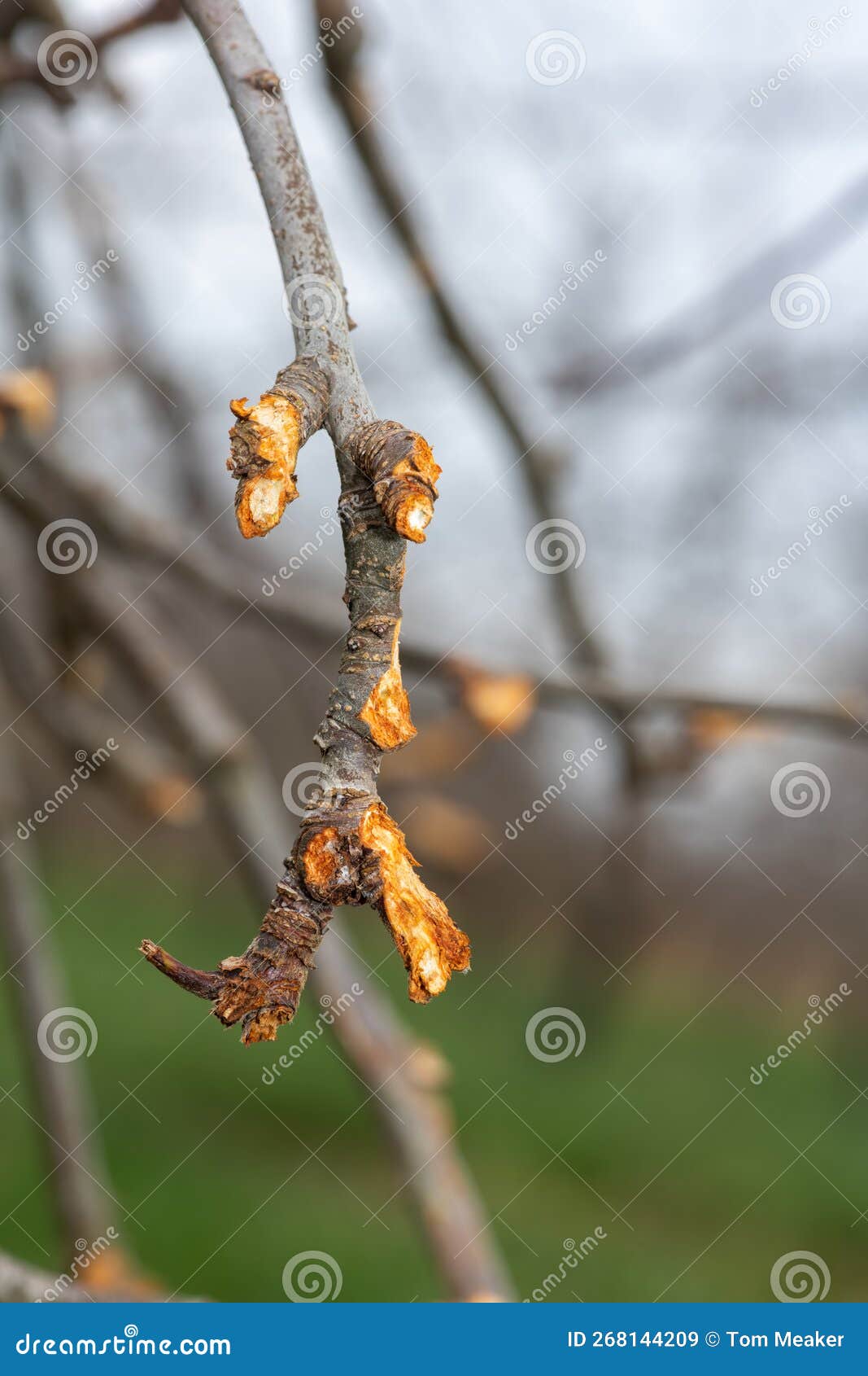 Rabbit damage stock image. Image of industry, horticultural - 268144209