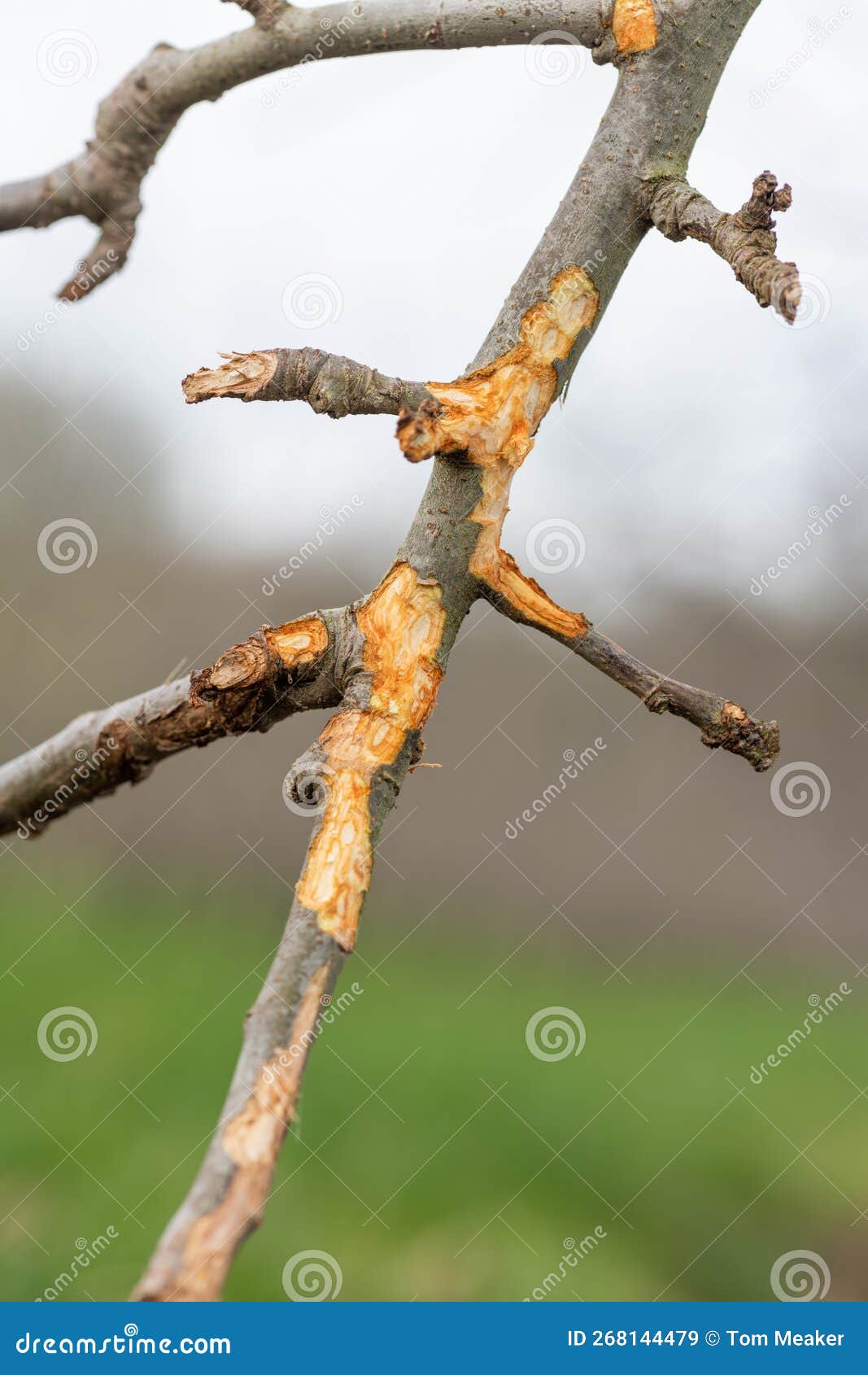 Rabbit damage stock image. Image of horticultural, branch - 268144479