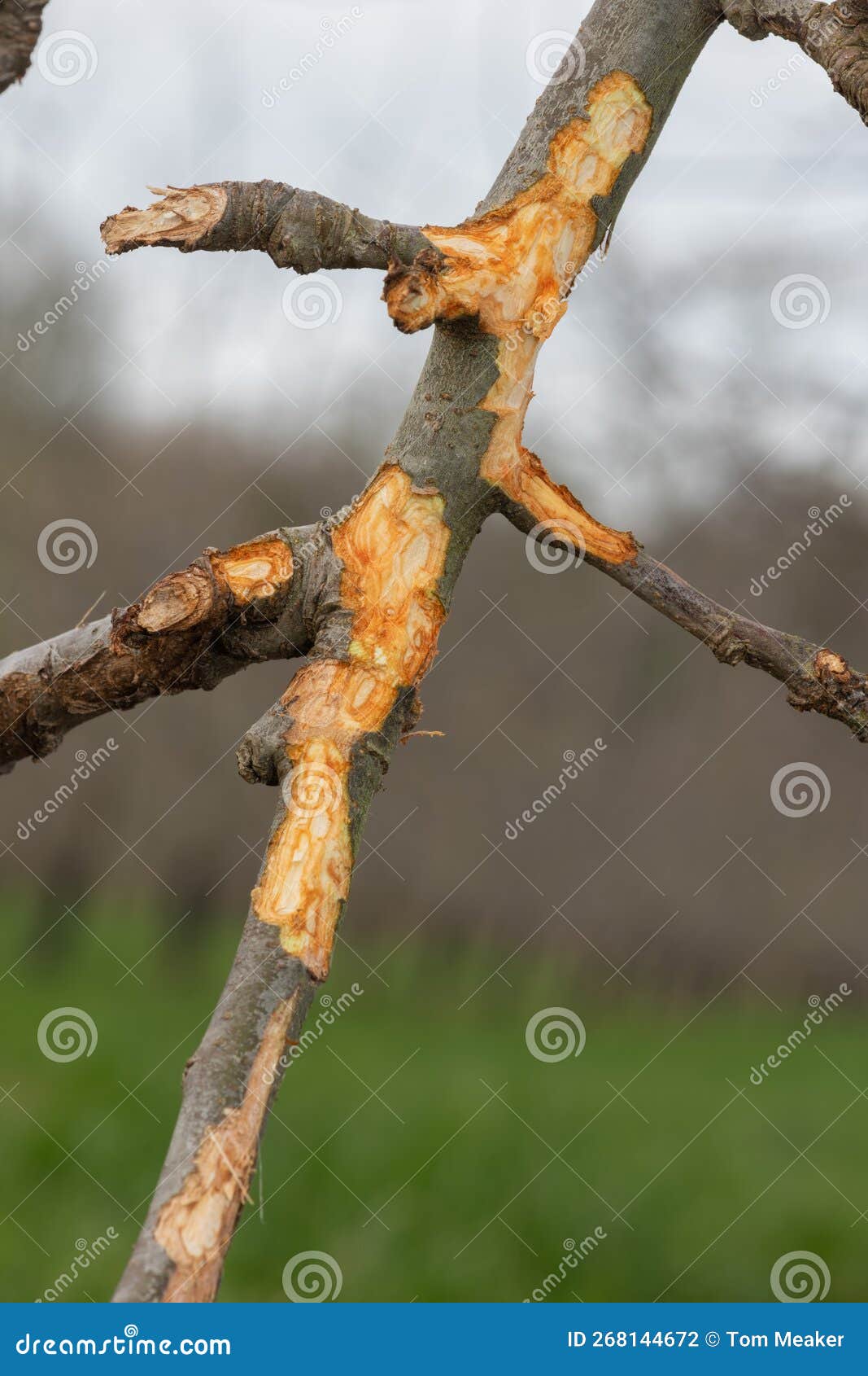 Rabbit damage stock photo. Image of fruit, branch, damaged - 268144672