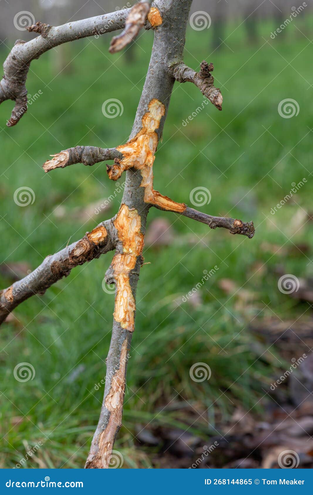 Rabbit damage stock image. Image of environment, color - 268144865