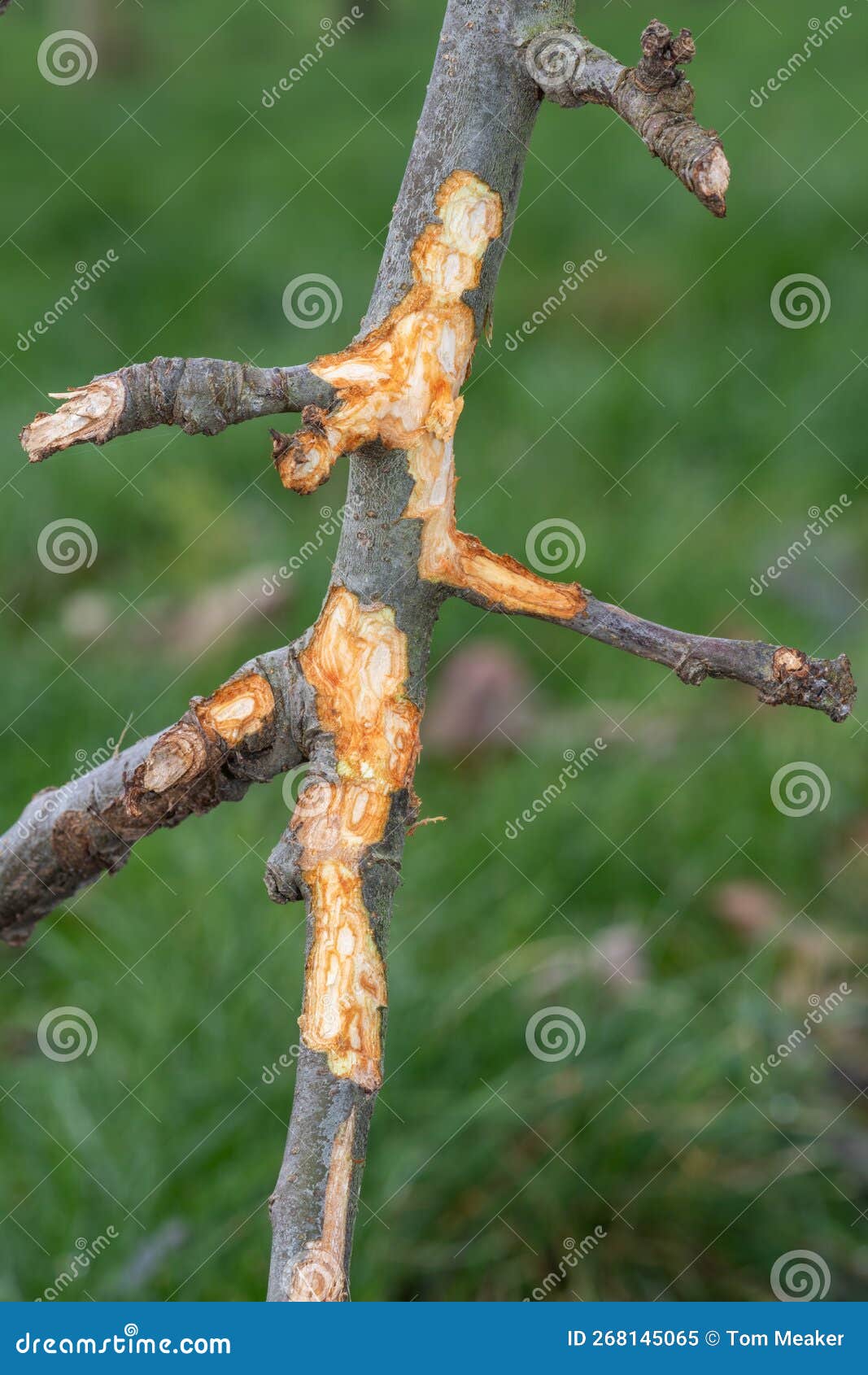 Rabbit damage stock image. Image of branch, industry - 268145065