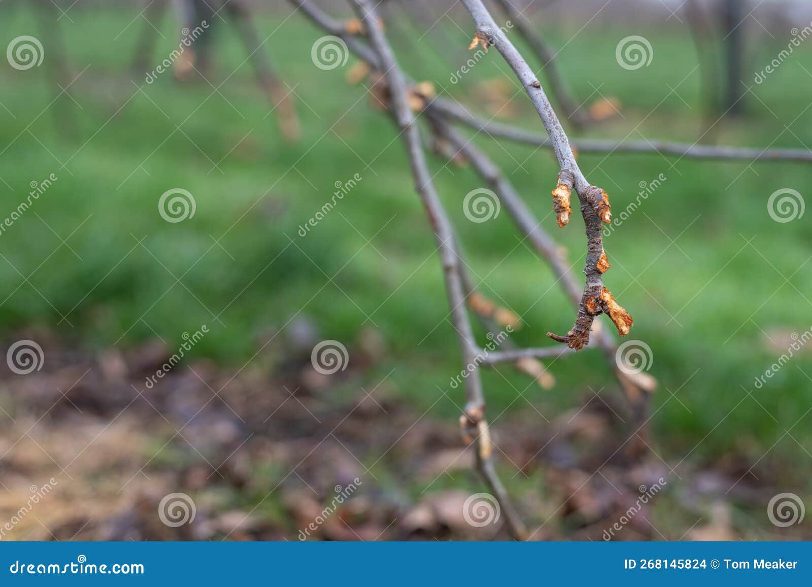 Rabbit damage stock photo. Image of apple, horticultural - 268145824