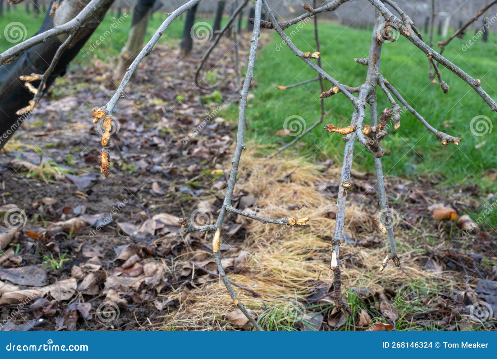 Rabbit damage stock photo. Image of damage, animal, horticulture ...