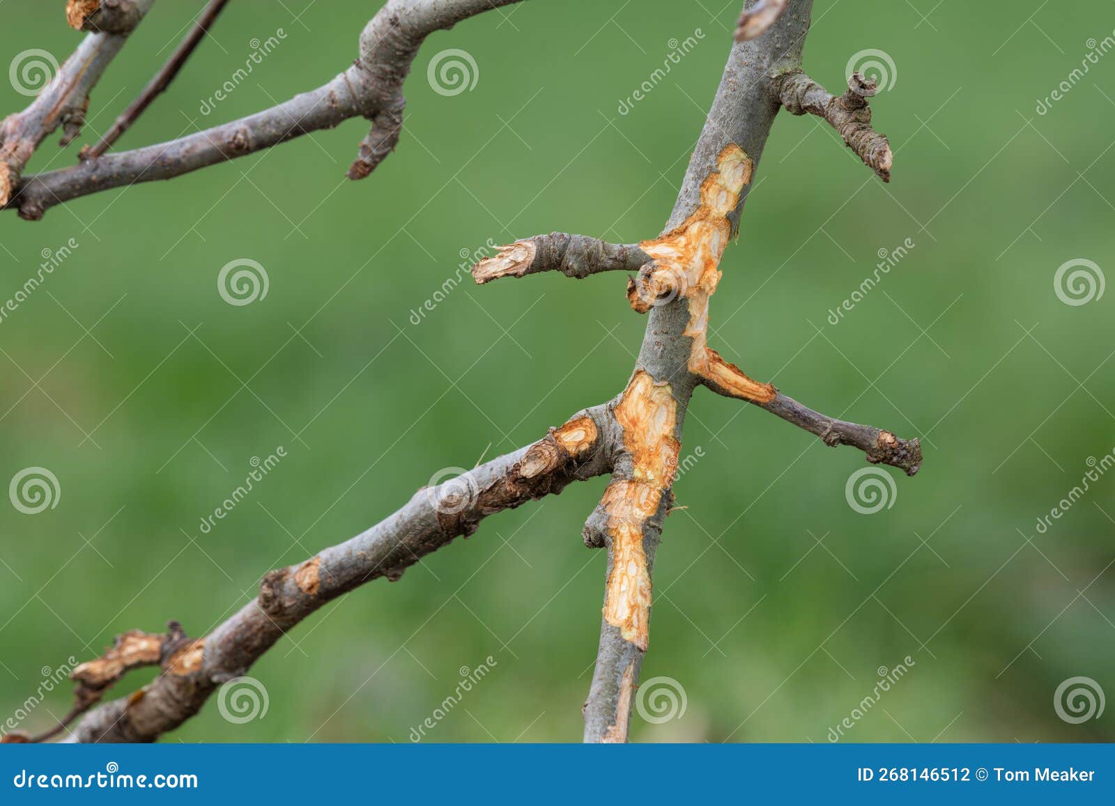Rabbit damage stock photo. Image of industrial, rabbit - 268146512