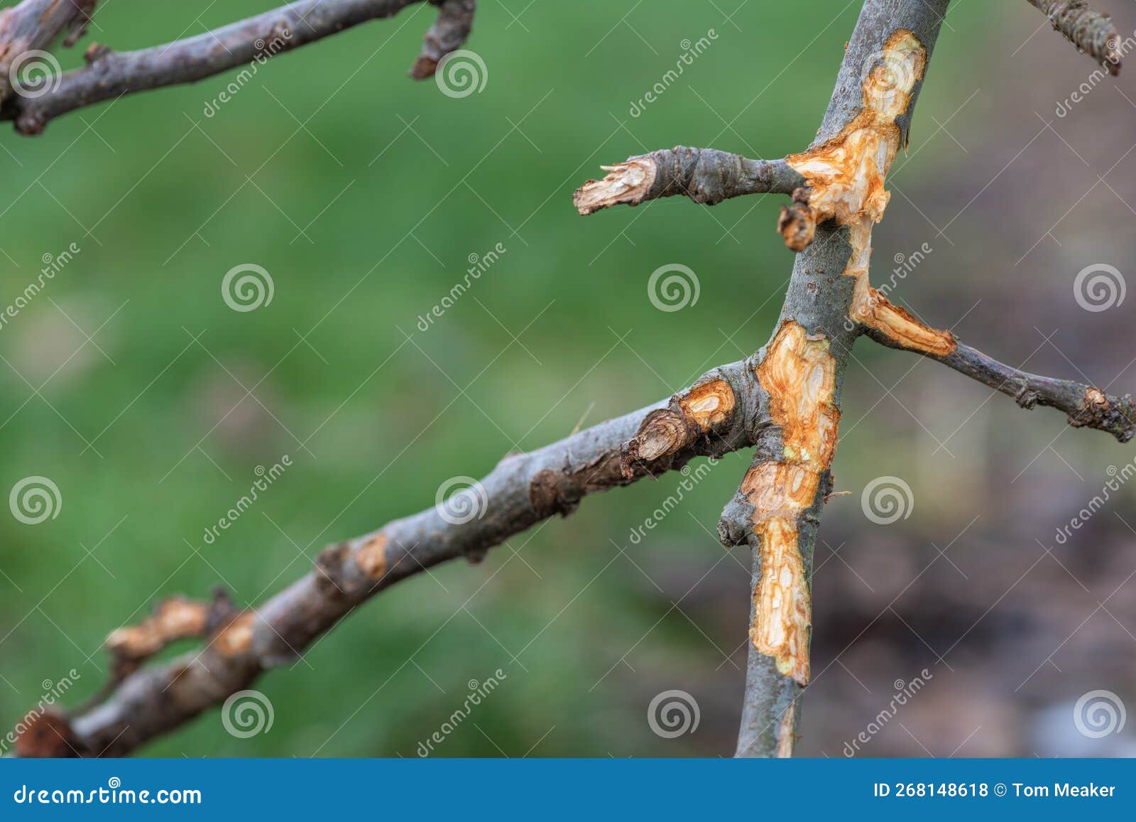 Rabbit damage stock photo. Image of branch, colour, behaviour - 268148618